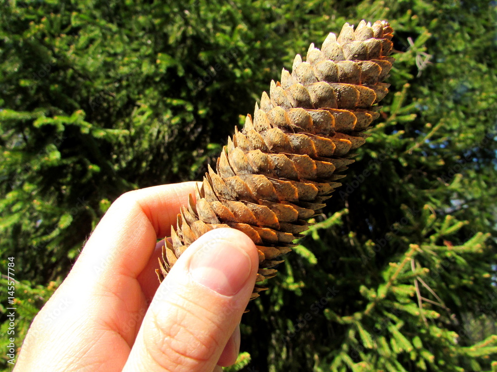 Pigna in una pineta foto de Stock | Adobe Stock