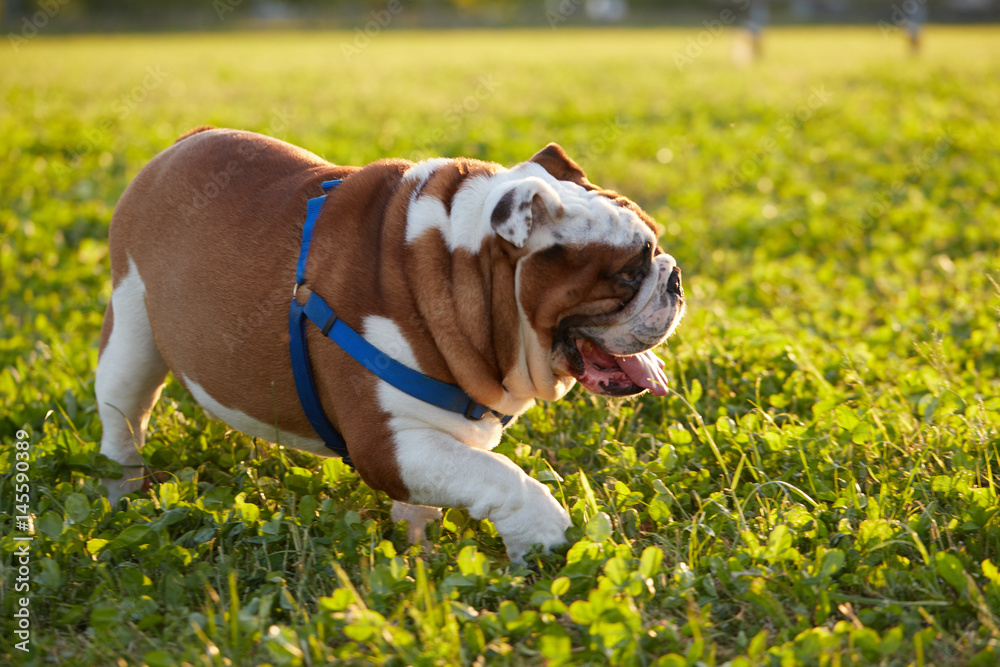 british bulldog play at park at sunset Stock Photo | Adobe Stock