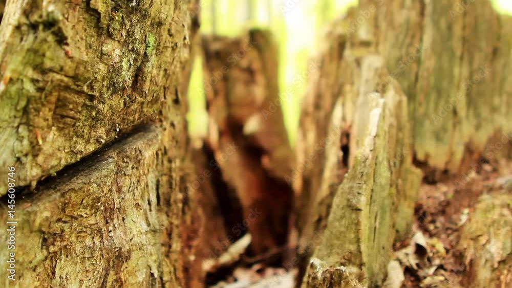 Old stump in the forest. The camera moves inside the stump, macro Stock ...