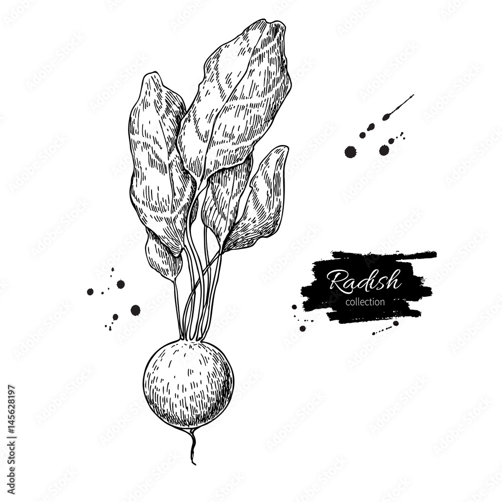 Radish hand drawn vector illustration. Isolated Vegetable engraved ...