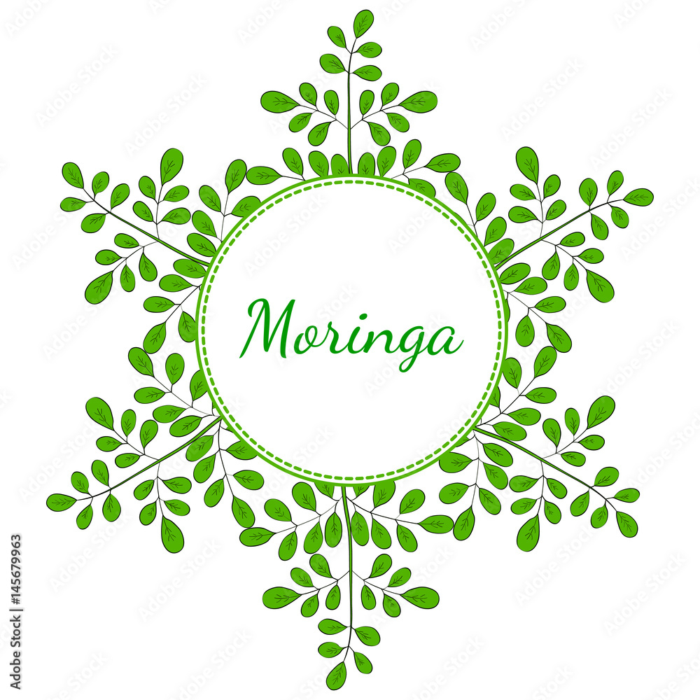 Moringa oleifera, medicinal plant. Hand drawn botanical sketch ...