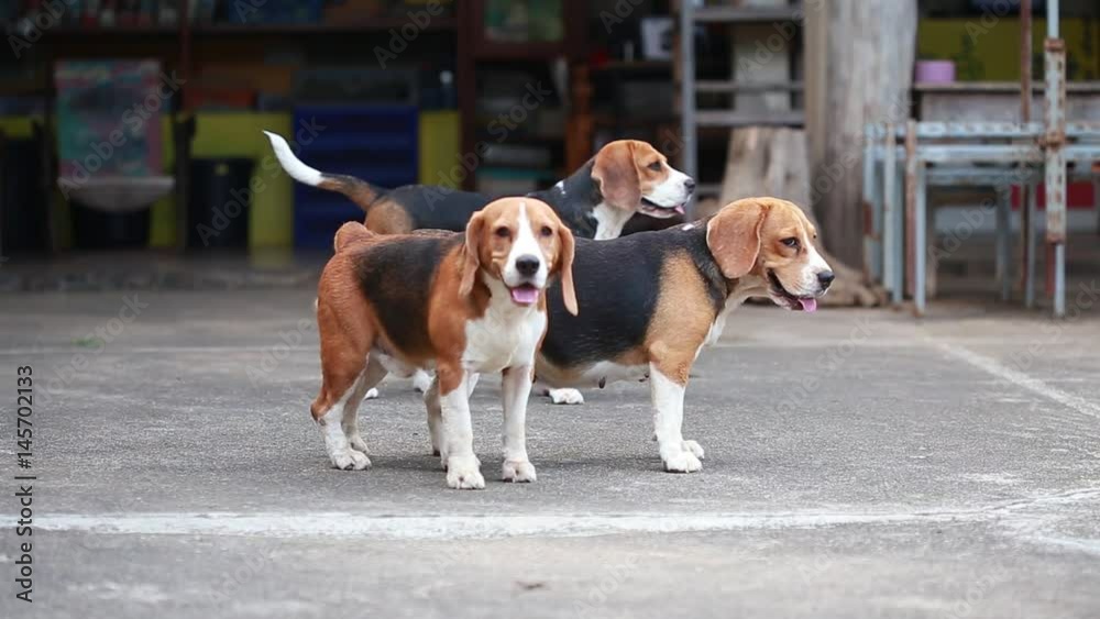 purebred beagle dog are now receptive in mating, dog breeding Stock ...