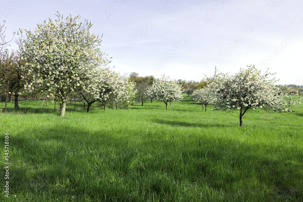 Beautiful spring landscape with trees and blue sky Stock Photo | Adobe ...