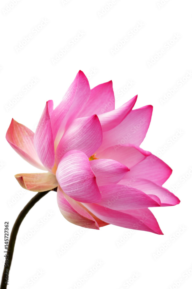 lotus flower isolated on white background. Stock Photo | Adobe Stock