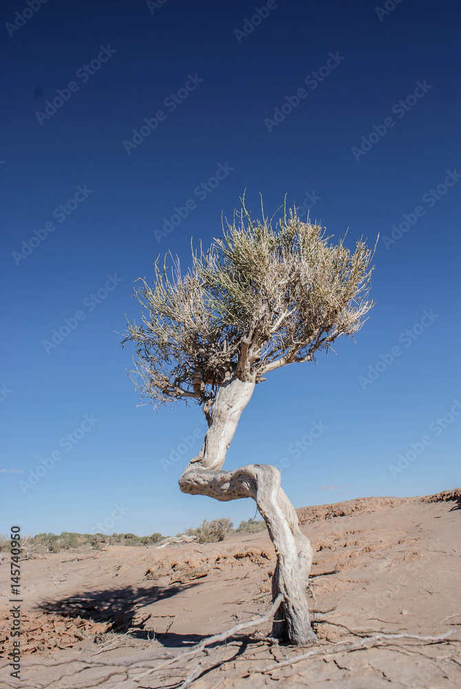Saxaul Tree