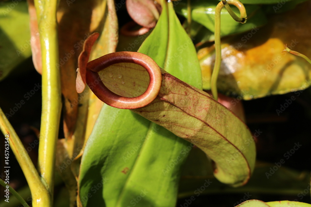 Foto de Carnivorous "Common Swamp Pitcher Plant" in St. Gallen ...