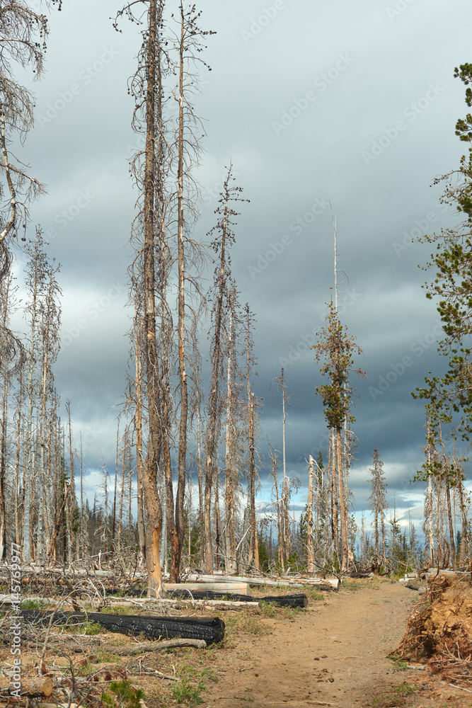 Dead trees in burned forest years after the big fire in Central Oregon ...