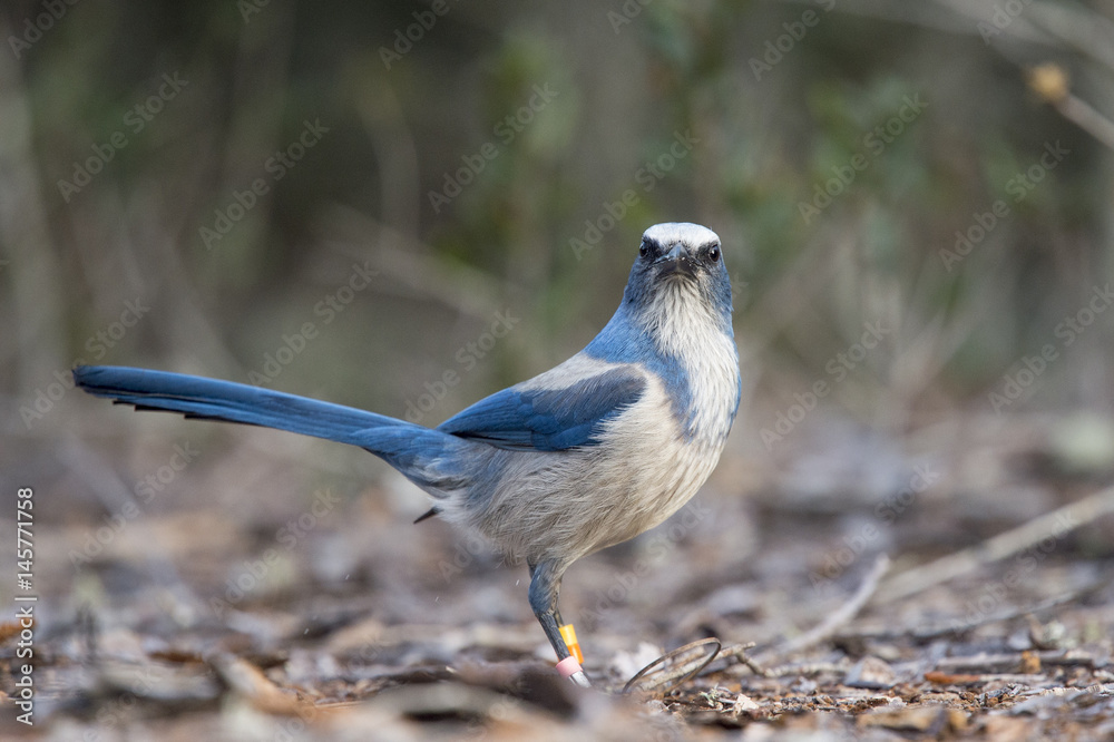Scrub Jay Food