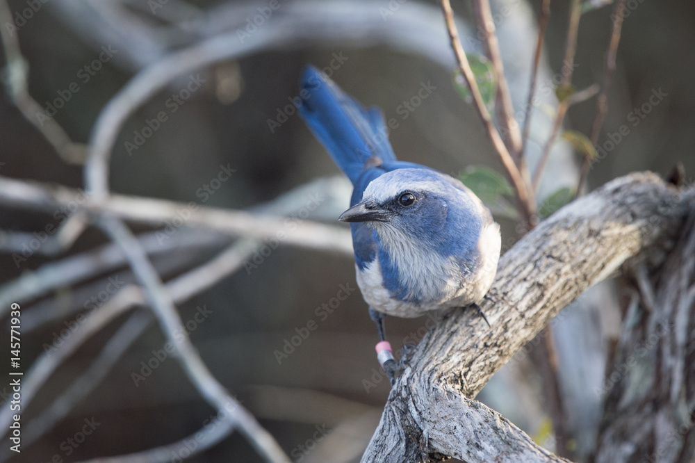 Scrub Jay Food