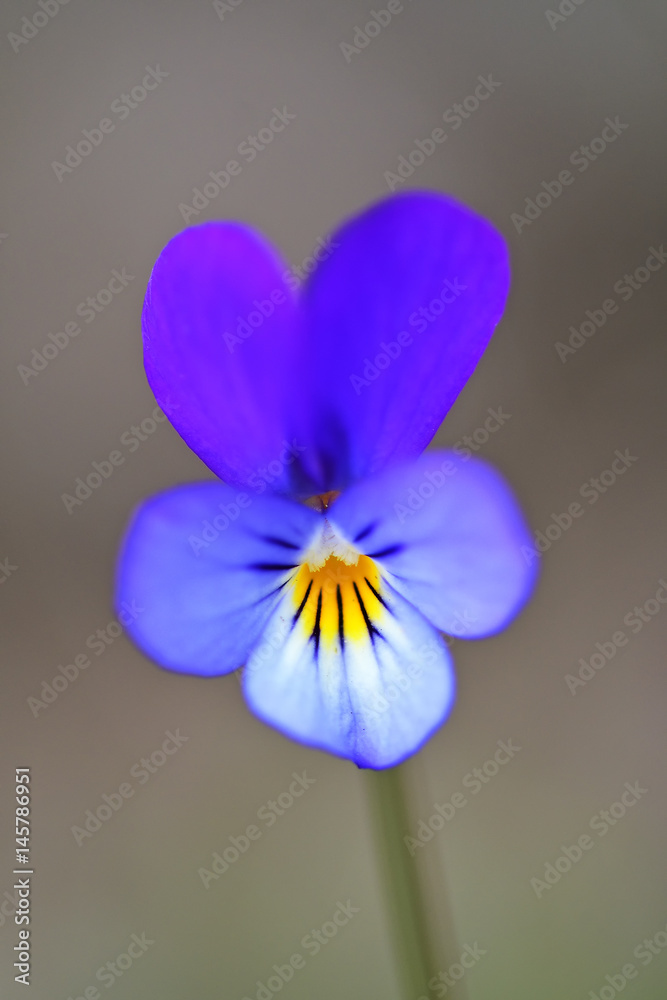 Wild pansy (Viola tricolor) flower. Close-up of a flower from a Viola ...