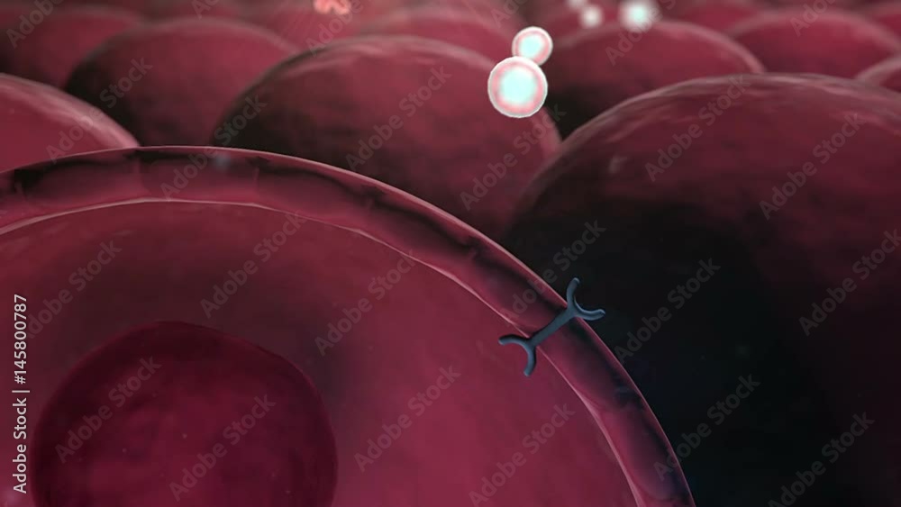 mechanism of action of insulin, glucose, Human Insulin, structure of ...