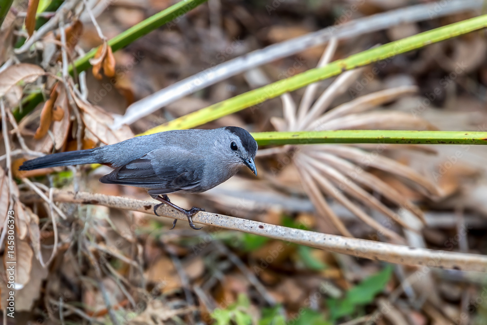 Bird on a branch Stock Photo | Adobe Stock