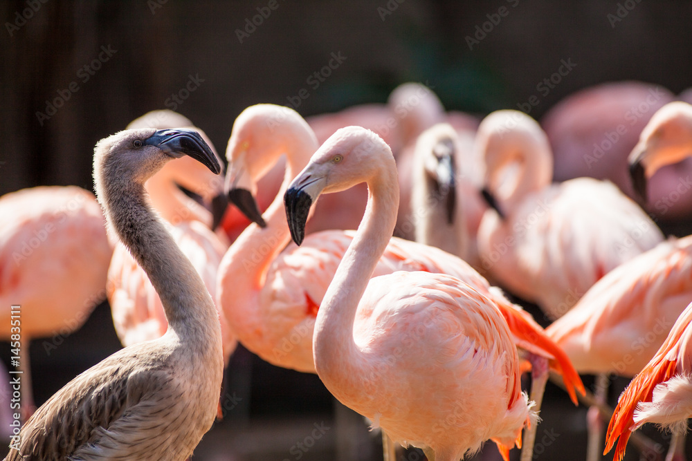 captive Chilean Flamingo Stock Photo | Adobe Stock