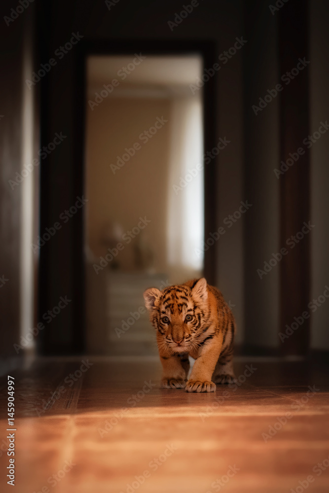 Tiger Home
