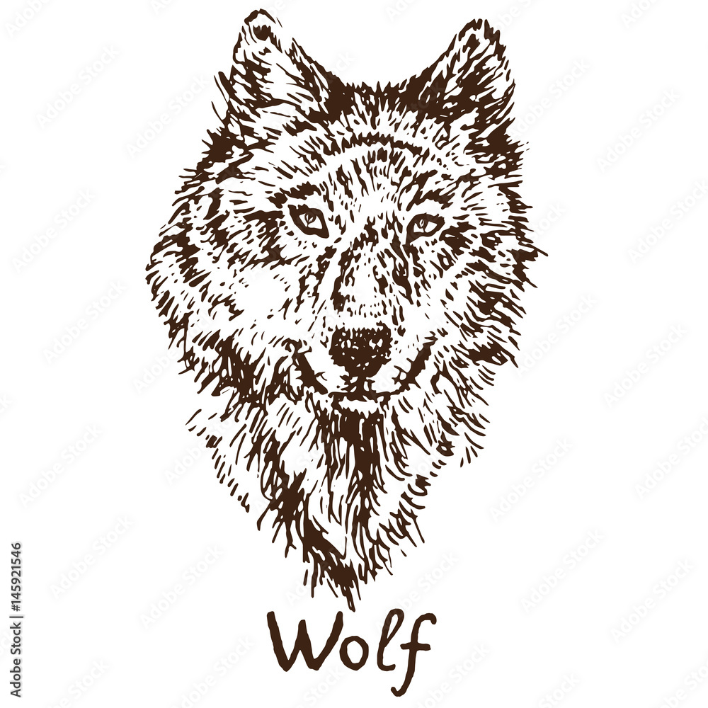 Eastern Timber Wolf Drawing