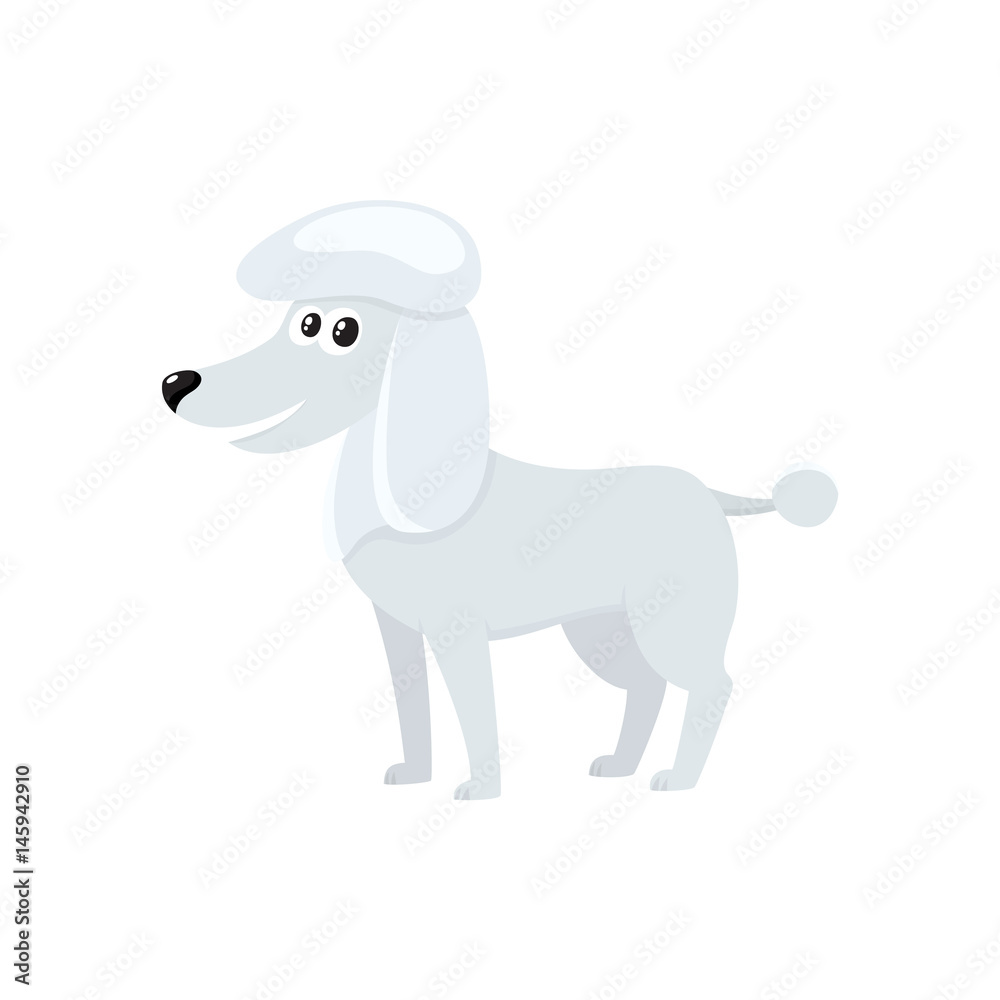 Cute, well groomed, purebred white poodle dog character, cartoon vector ...