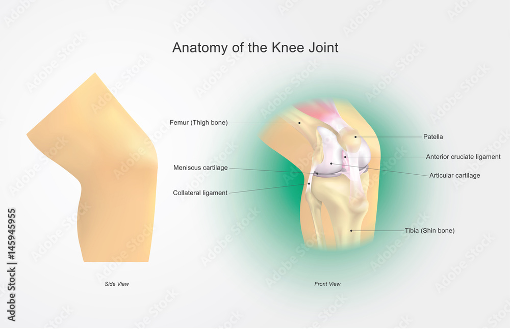 Anatomy of the Knee Joint. Anatomy vector graphic. Stock Vector | Adobe ...