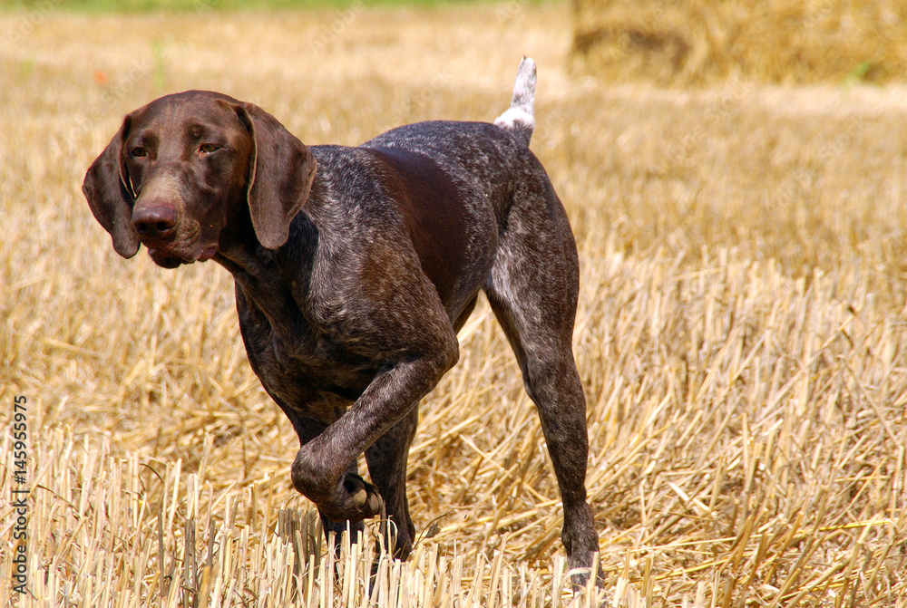 Liver And Roan German Shorthaired Pointer