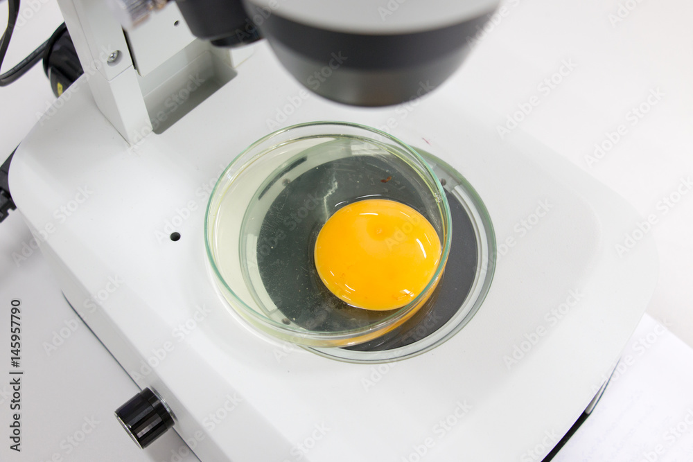 Study on Stem Cells on the Stereo microscope view in laboratory. foto ...