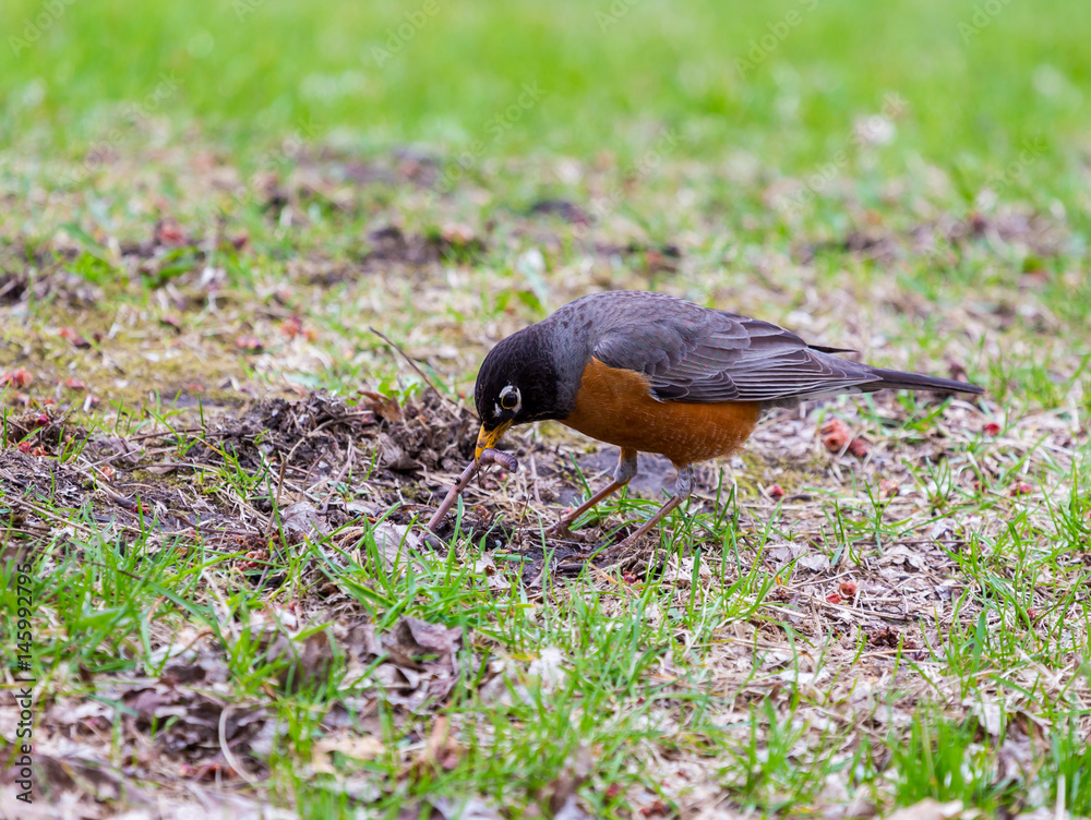 American Robin in a green grass field searching for worms and other ...