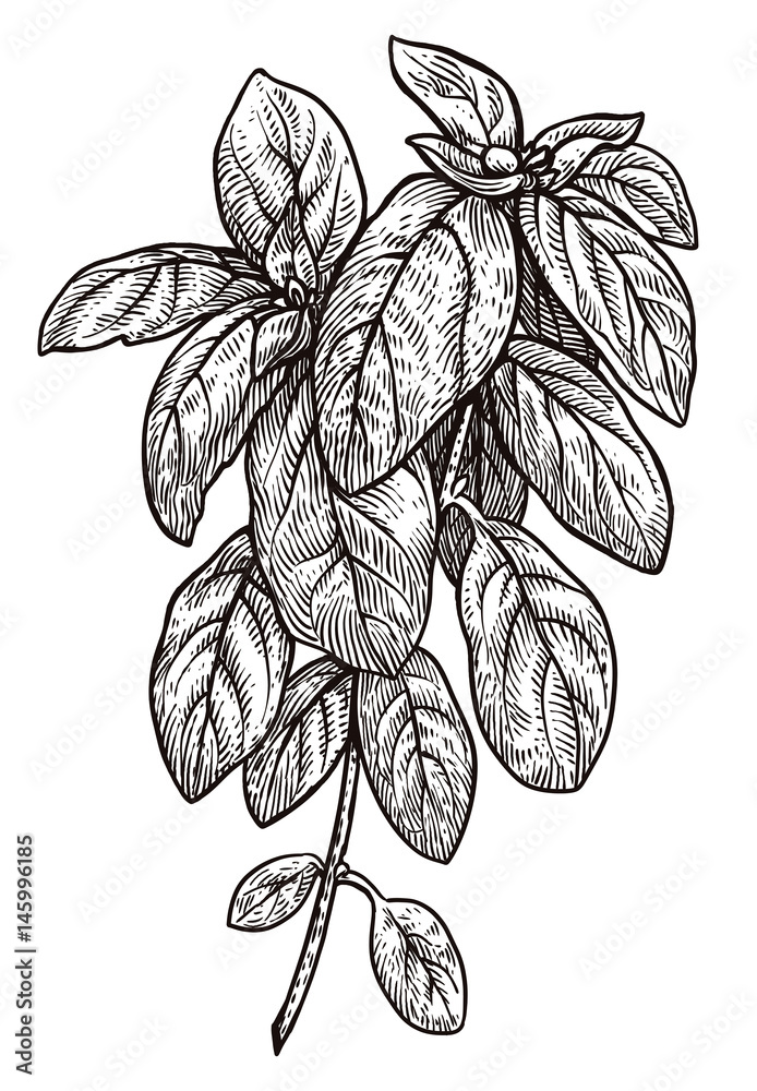 Basil illustration, drawing, engraving, ink, line art, vector Stock ...