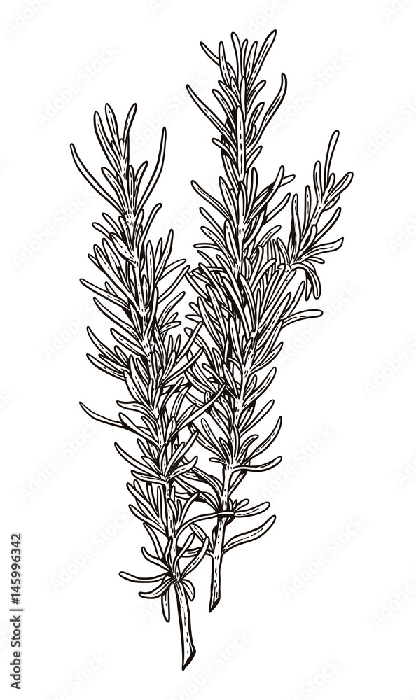 Rosemary illustration, drawing, engraving, ink, line art, vector Stock ...
