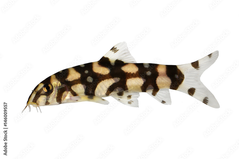 Burmese border loach catfish polka dot loach Botia kubotai aquarium ...