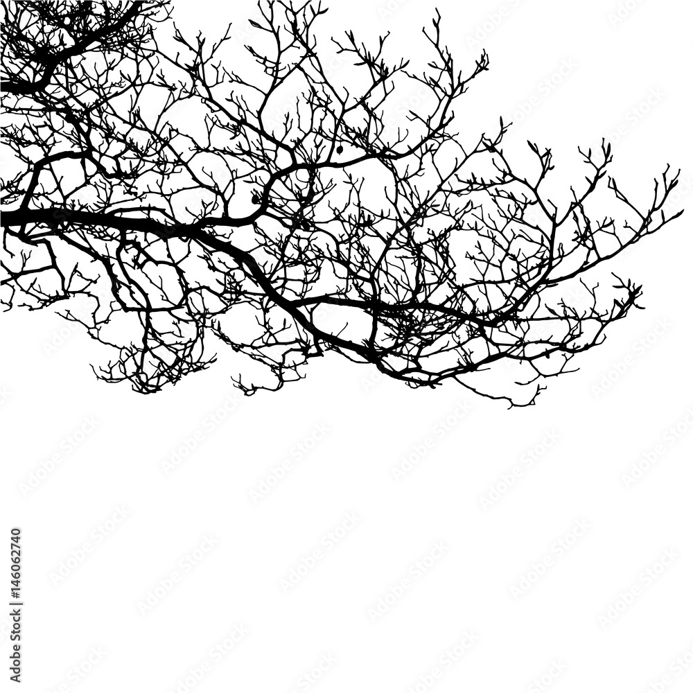 Realistic tree branch silhouette (Vector illustration). Stock Vector ...