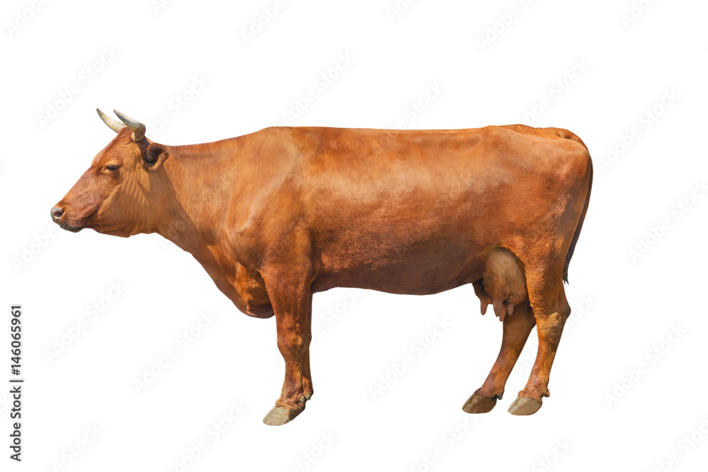 cow isolated on a white background Stock Photo | Adobe Stock