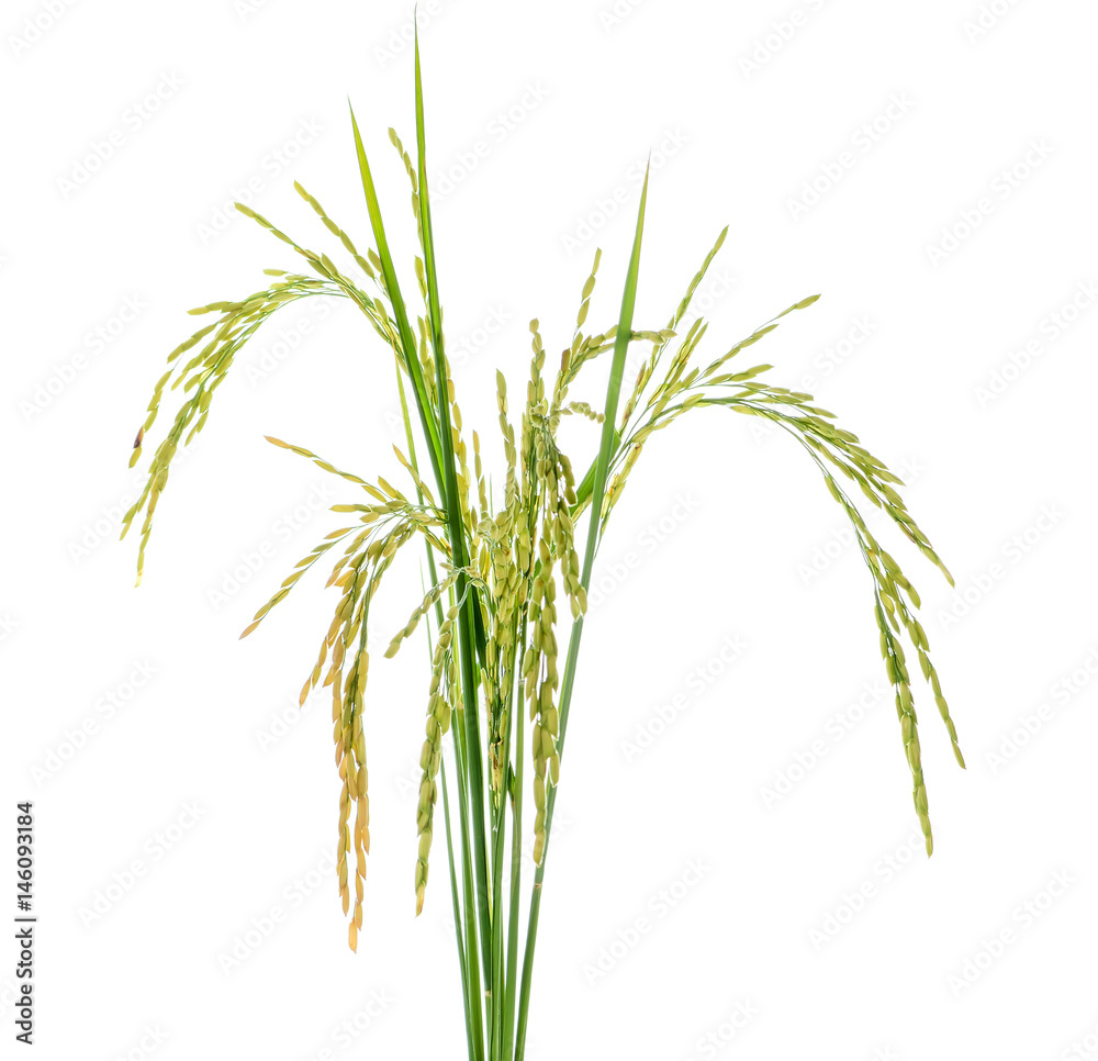 Fresh rice plant isolated on white background Stock Photo | Adobe Stock