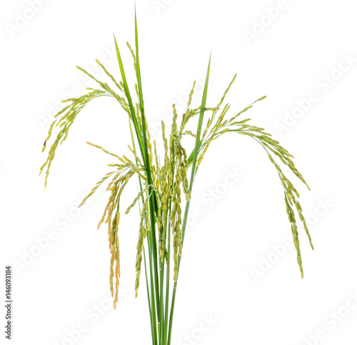 Single Rice Plant