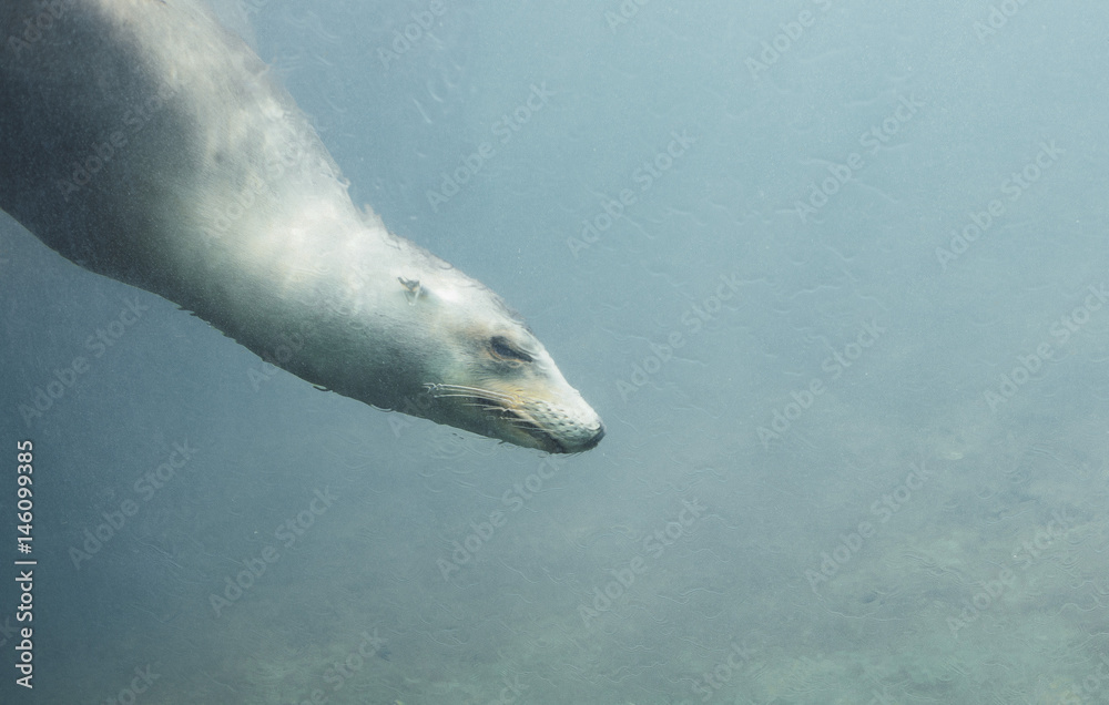 Side view of seal swimming underwater Stock Photo | Adobe Stock