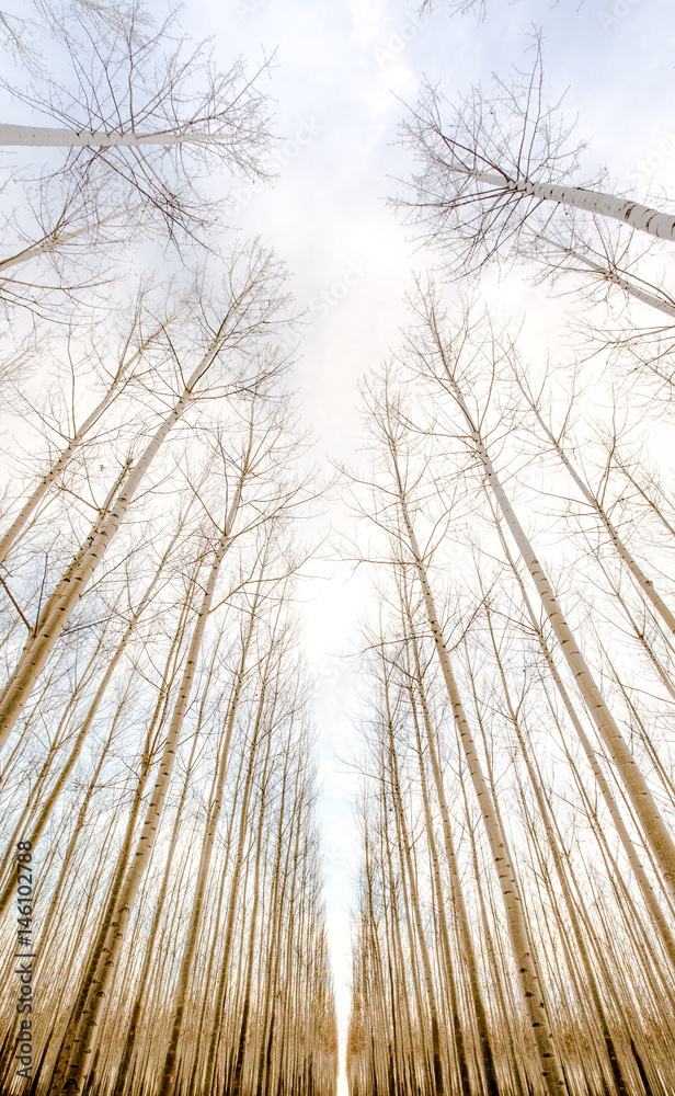 Tree forest symmetry Stock Photo | Adobe Stock
