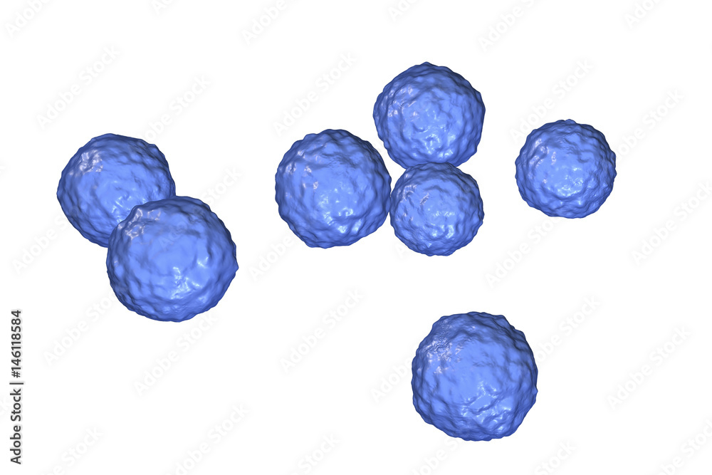 Bacteria Enterococcus isolated on white background, 3D illustration ...