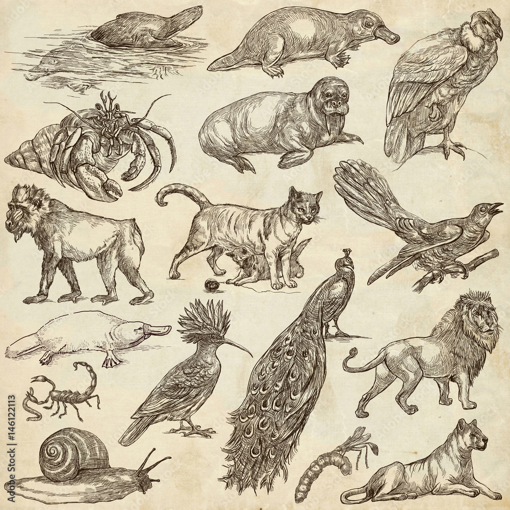 Animals around the World - An hand drawn full sized pack. Hand drawings ...