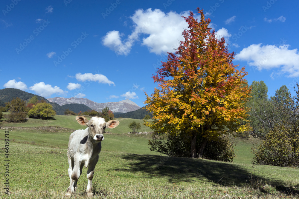 Artvin,is a city in northeastern Turkey about 30 km inland from the ...