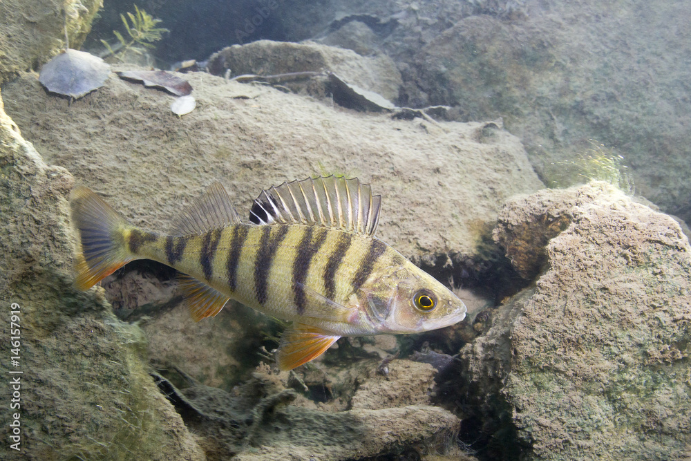 Freshwater fish perch (perca fluviatilis) in the beautiful clean pound ...