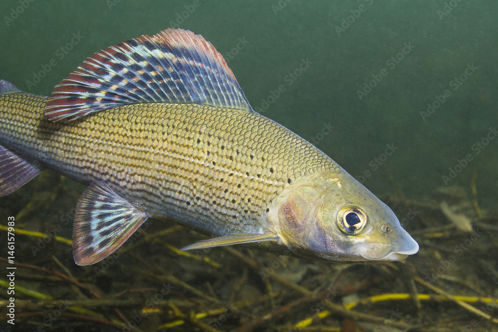 Grayling (Thymallus thymallus). Swimming freshwater fish Thymallus ...