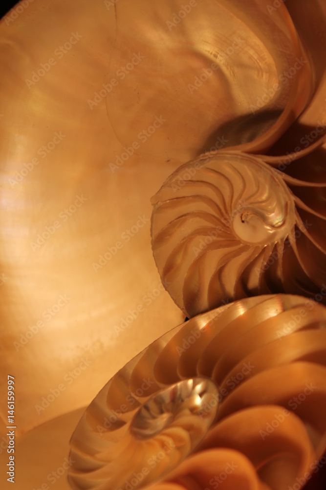 nautilus shell symmetry Fibonacci half cross section spiral golden ratio structure growth close ...