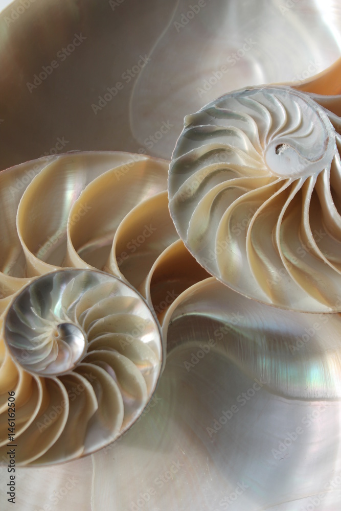 nautilus shell cross section spiral symmetry Fibonacci half golden ...