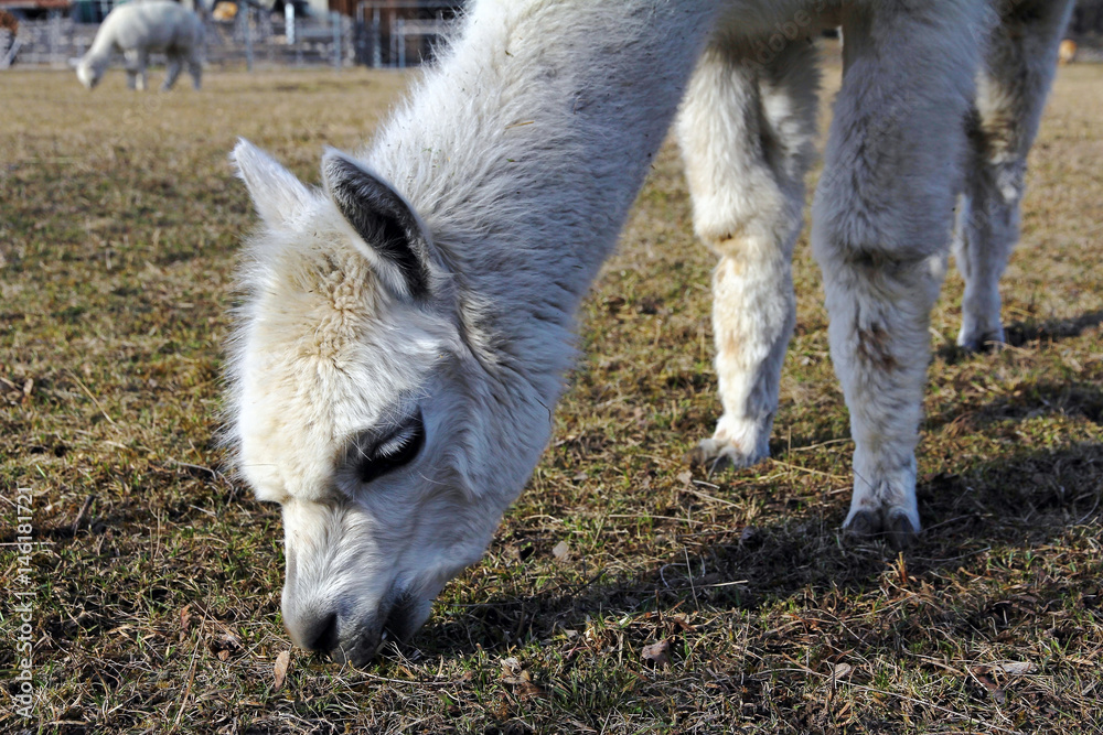 Der Kopf von einem weißen weiblichen Alpaka Stock-Foto | Adobe Stock