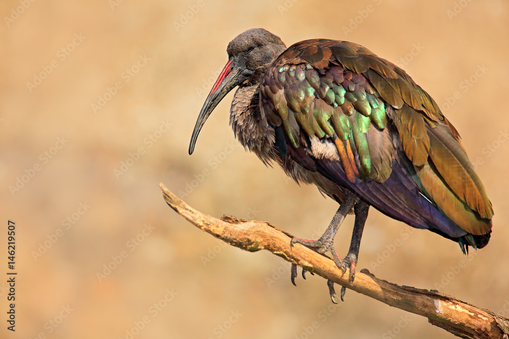 Foto de Hadada Ibis, Bostrychia hagedash, bird with long bill sitting ...