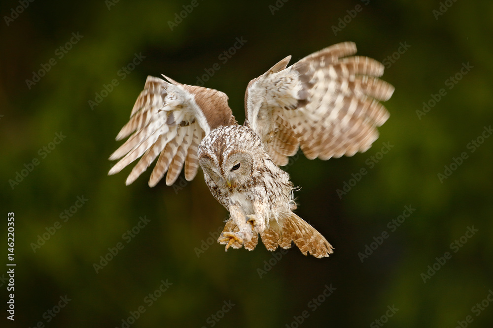 Flying Eurasian Tawny Owl, Strix aluco, nice green blurred forest in ...