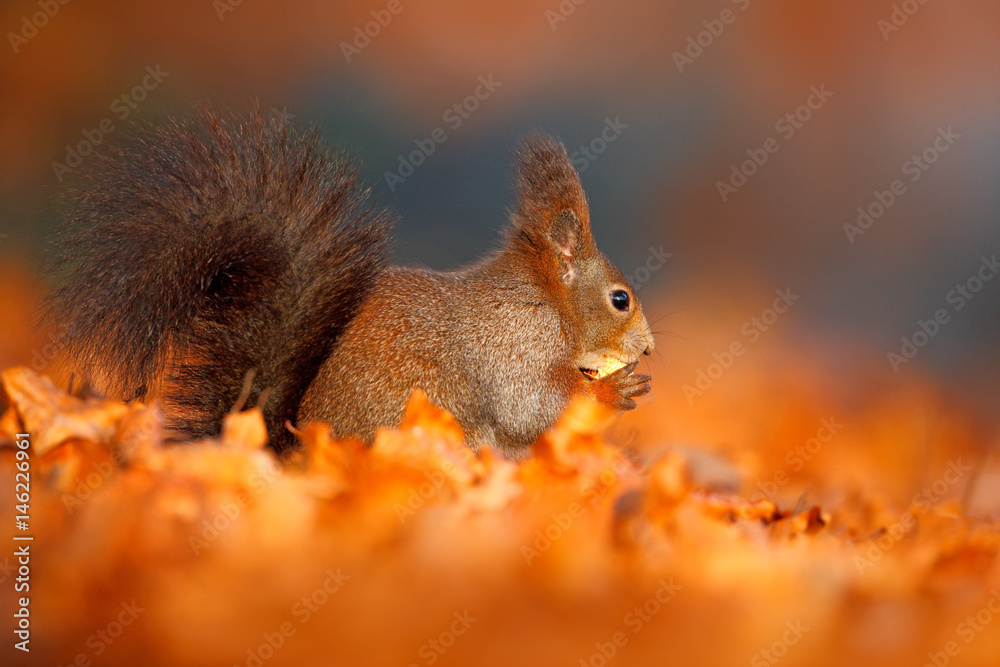 Dramatic Squirrel Drops Nut