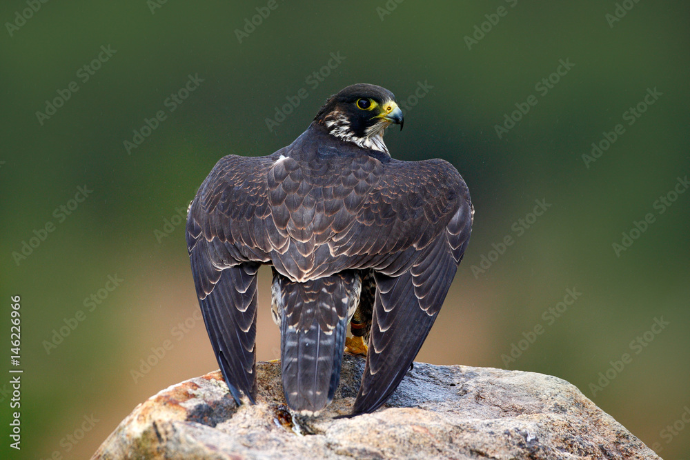 Peregrine Falcon, sitting on the stone. Bird of prey Peregrine Falcon sitting on the rock with ...