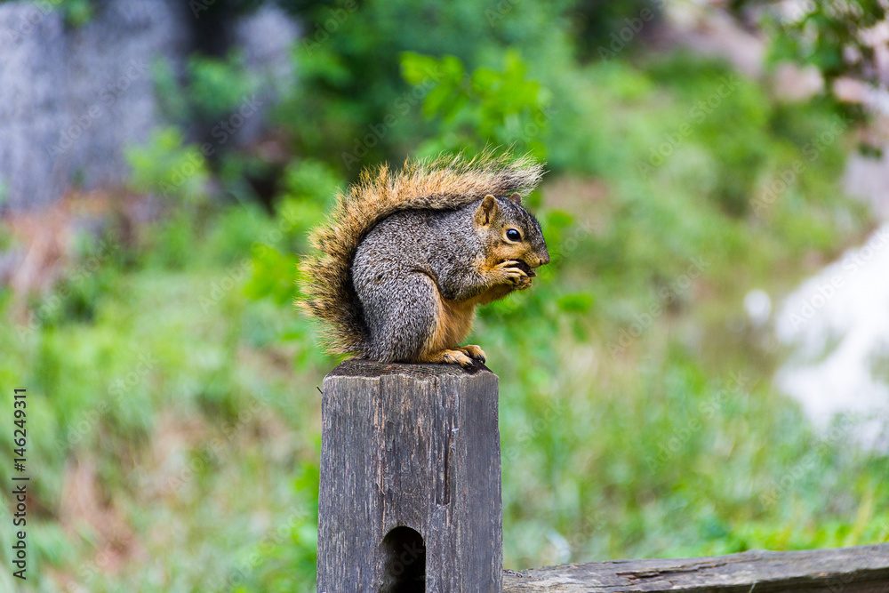 Squirrel Eats Nut on Fence post 1 Stock Photo | Adobe Stock