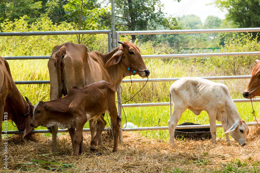 Cattle farm in Thailand Stock Photo | Adobe Stock