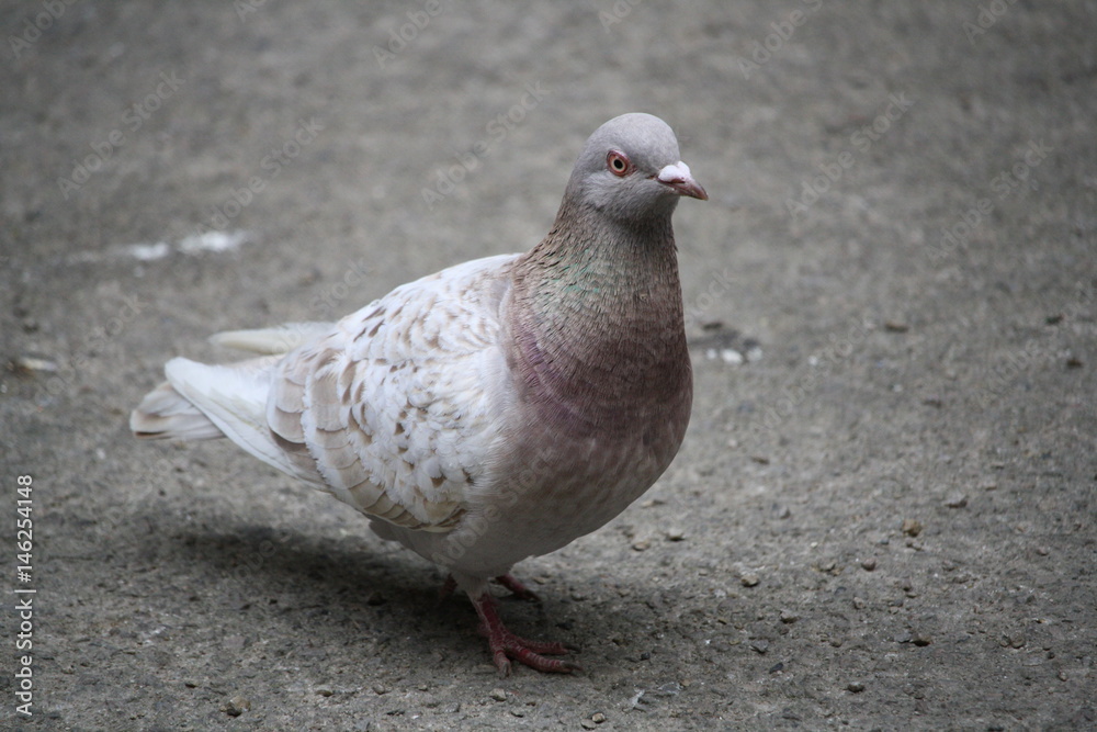 columba Stock Photo | Adobe Stock