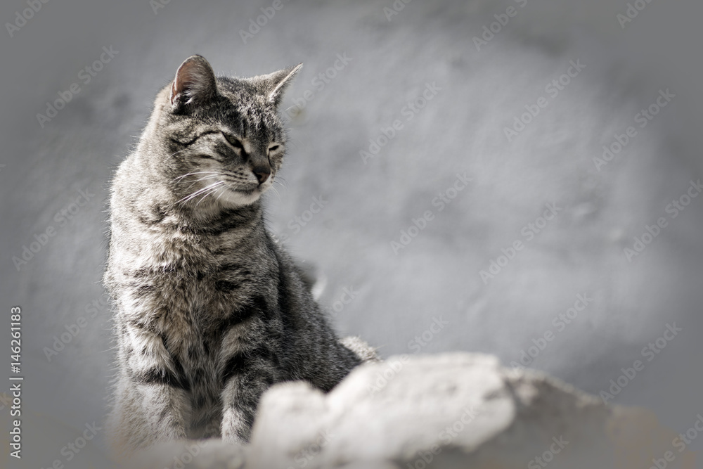 tabby cat Stock Photo | Adobe Stock