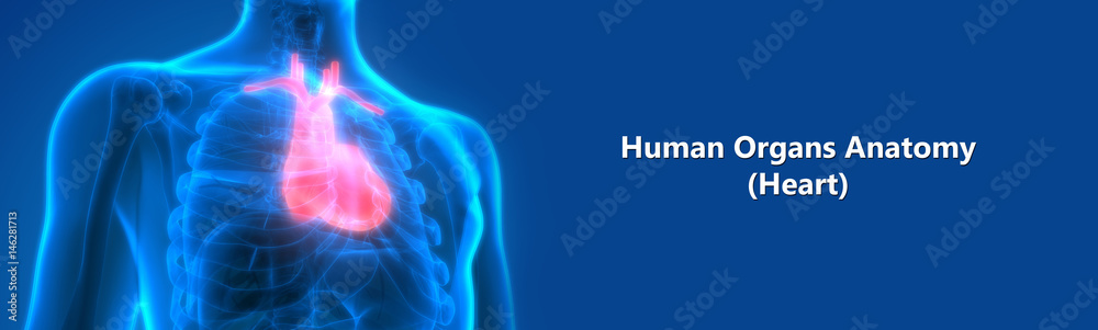 Human Body Organs (Heart Anatomy) Stock Illustration | Adobe Stock